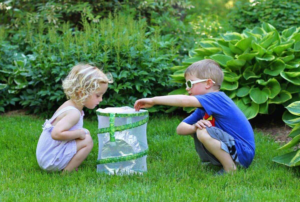 How to Raise Butterflies from Caterpillars with Kids