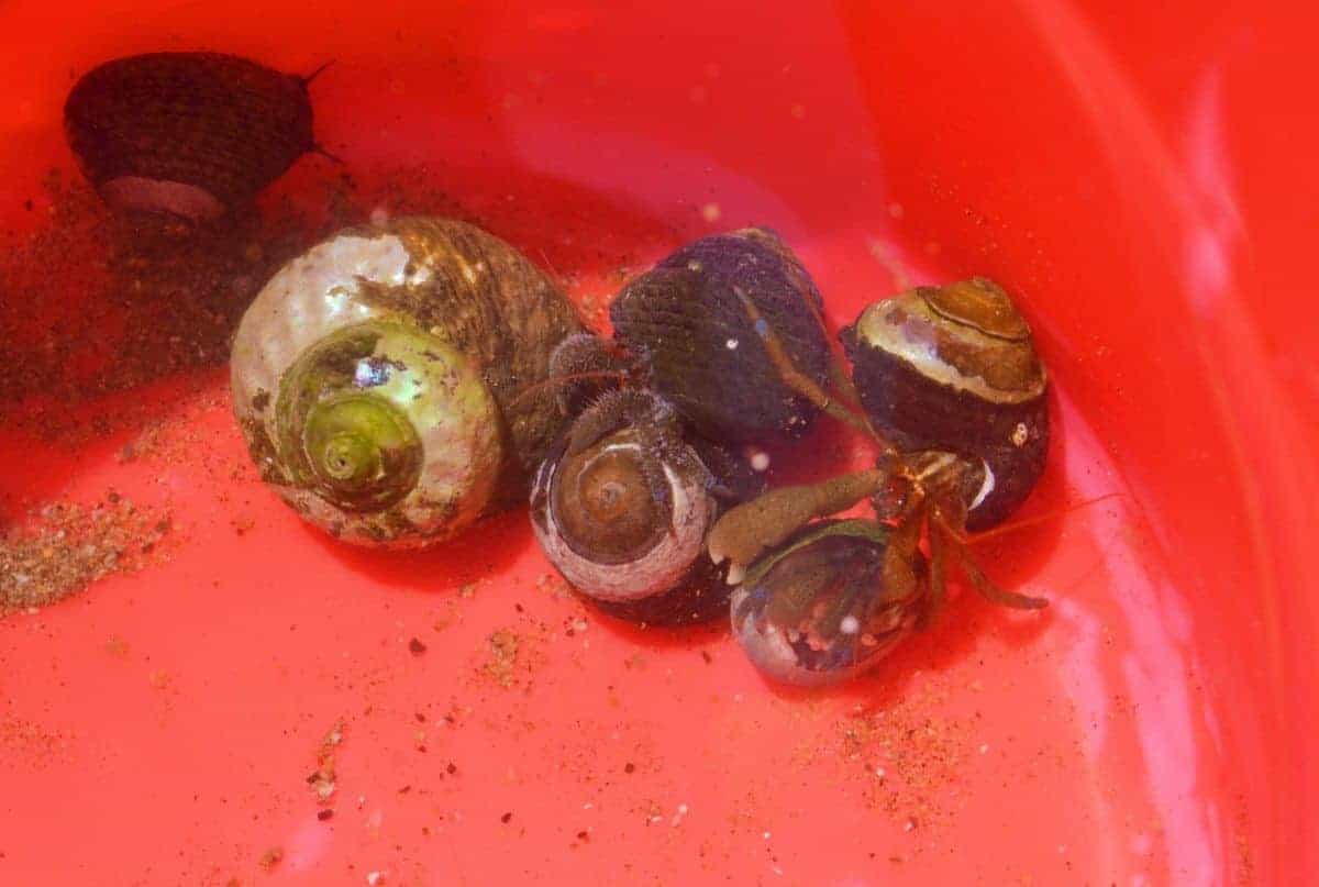 Tips and Advice for Exploring Tide Pools with Kids • RUN WILD MY CHILD