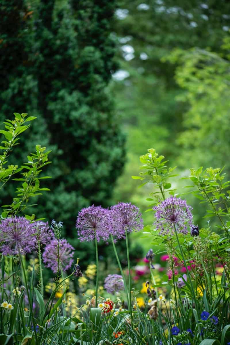 Tips for Gardening with Ladybugs and Releasing them with Kids