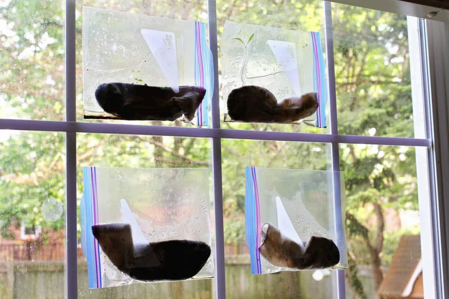 Grow Your Socks - Nature Science Experiment for Kids