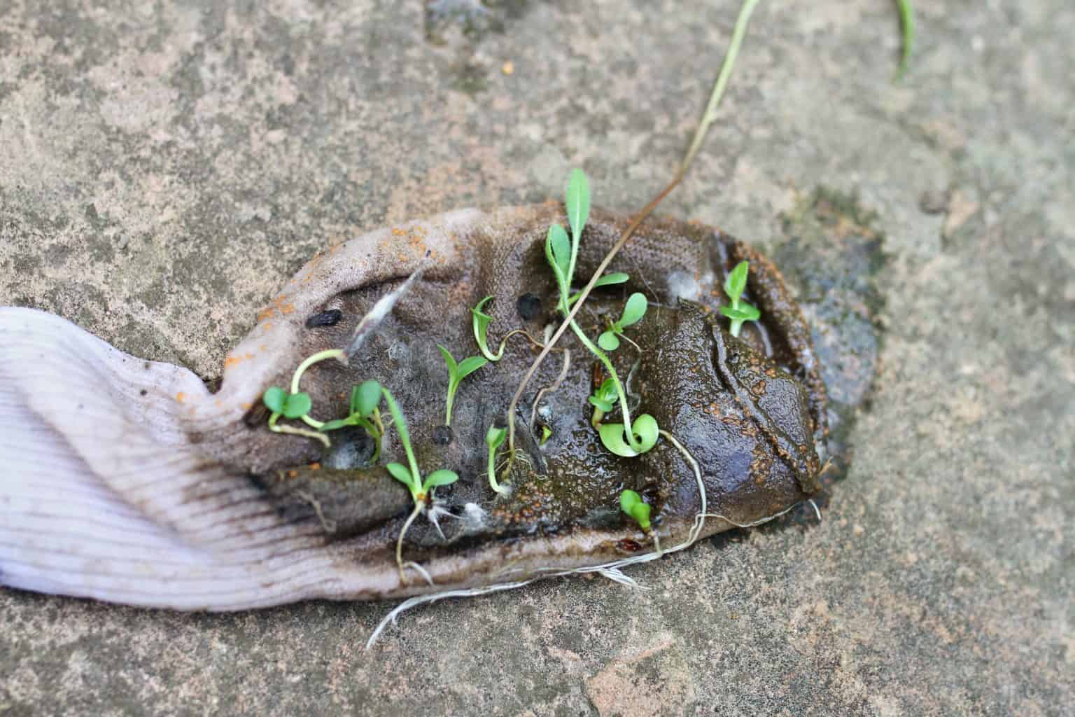 Grow Your Socks - Nature Science Experiment for Kids