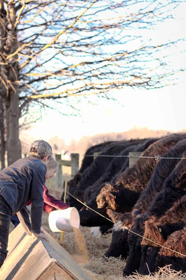Cattle Farm Chores with Kids • RUN WILD MY CHILD