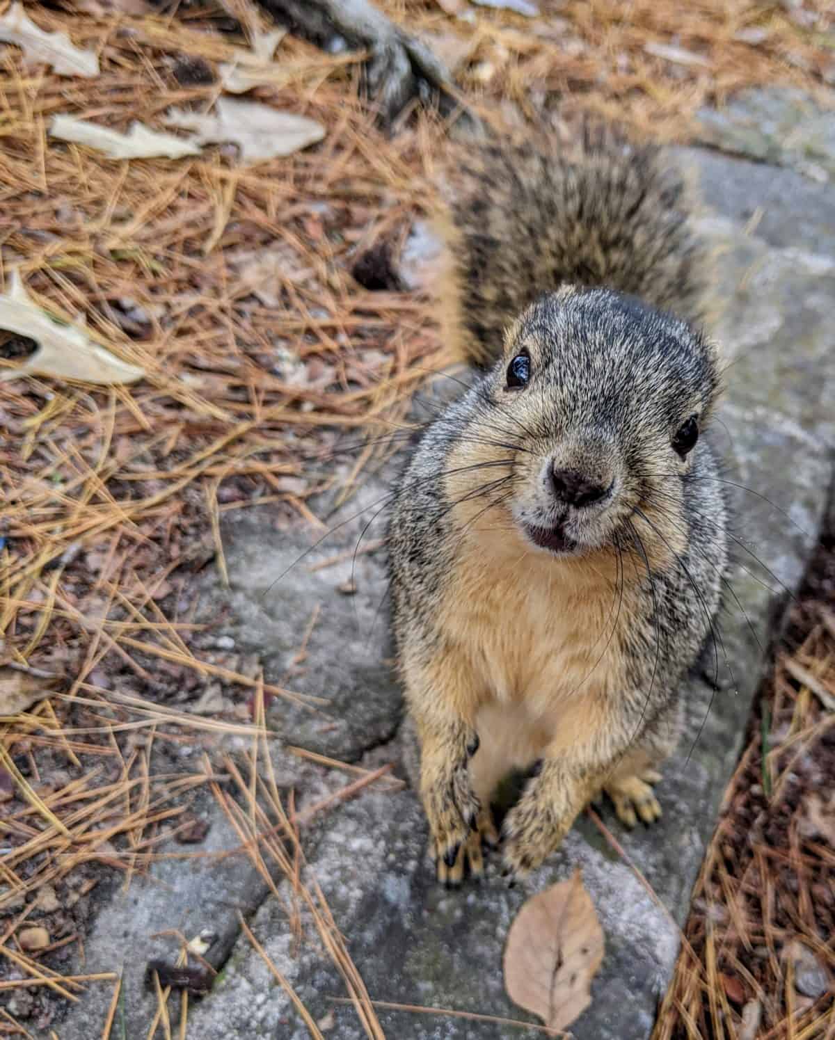Squirrel Appreciation Day: Kid-Friendly Facts, Crafts, Books & Snacks