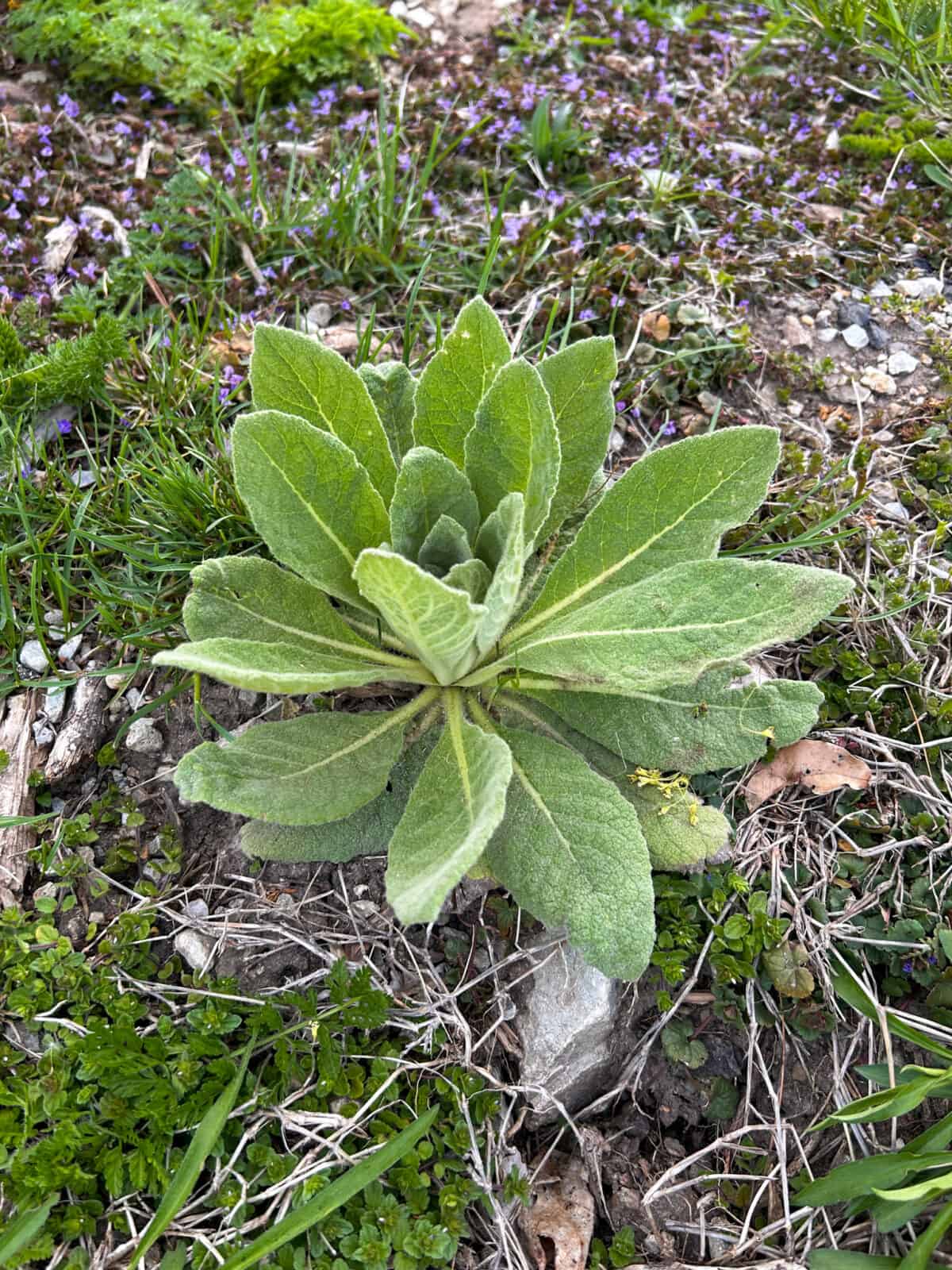 Spring Foraging With Kids • RUN WILD MY CHILD