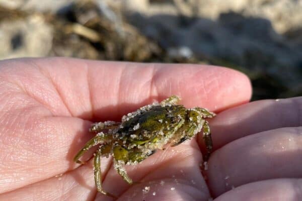 Exploring Tide Pools on Cape Cod • RUN WILD MY CHILD