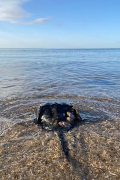 Exploring Tide Pools on Cape Cod • RUN WILD MY CHILD